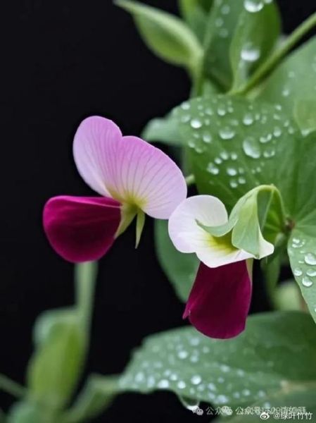 豌豆花图片大全_豌豆花长什么样-第2张图片-山城妙识 豌豆花图片大全_豌豆花长什么样-第2张图片-山城妙识