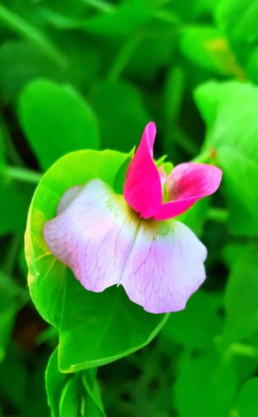 豌豆花图片大全_豌豆花长什么样-第3张图片-山城妙识 豌豆花图片大全_豌豆花长什么样-第3张图片-山城妙识