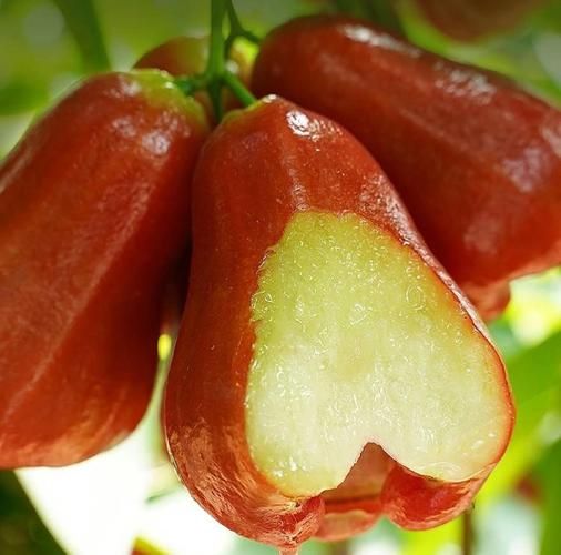 海南莲雾的功效与作用_海南莲雾怎么吃最好-第2张图片-山城妙识