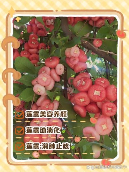 海南莲雾的功效与作用_海南莲雾怎么吃最好-第1张图片-山城妙识