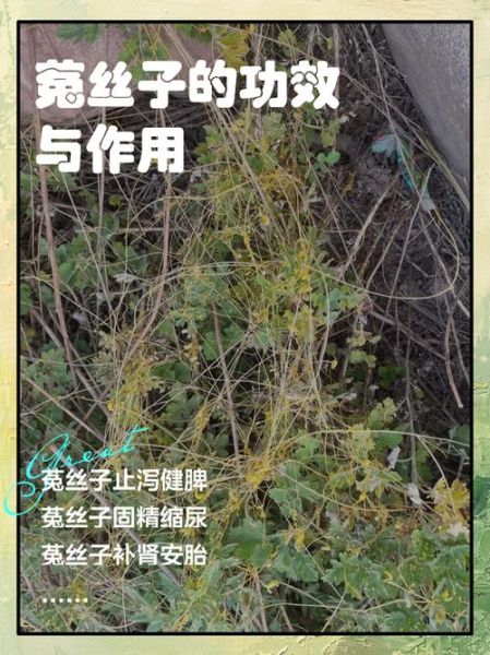 菟丝子的功效与作用_菟丝子怎么吃效果最好-第1张图片-山城妙识