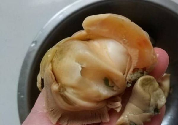 海螺后半截是屎还是黄_怎么分辨能吃部位-第3张图片-山城妙识 海螺后半截是屎还是黄_怎么分辨能吃部位-第3张图片-山城妙识