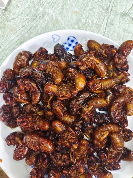 知了怎么吃最好_知了怎么炸才酥脆-第1张图片-山城妙识
