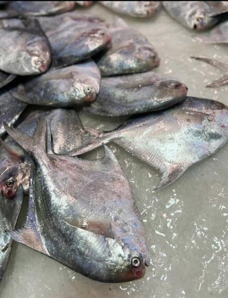 淡水鲳鱼有几种_淡水鲳鱼常见品种图片对比-第3张图片-山城妙识