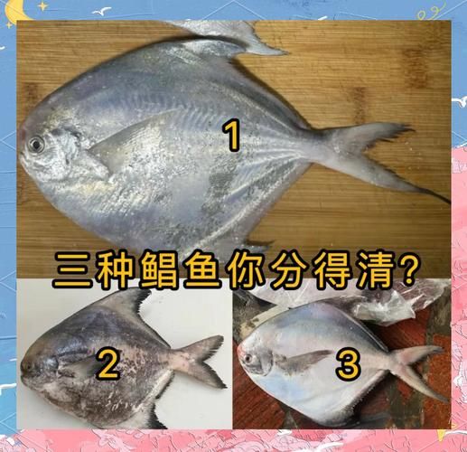 淡水鲳鱼有几种_淡水鲳鱼常见品种图片对比-第1张图片-山城妙识