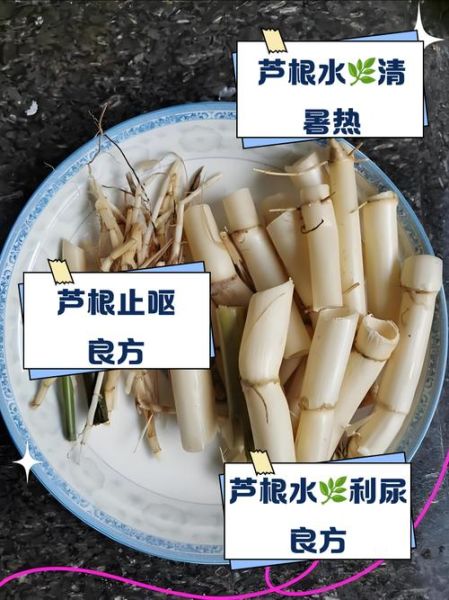 芦根水的功效与作用及禁忌症_孕妇能喝吗-第1张图片-山城妙识