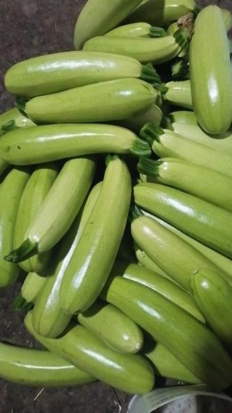 菜瓜图片大全大图_菜瓜长什么样-第2张图片-山城妙识