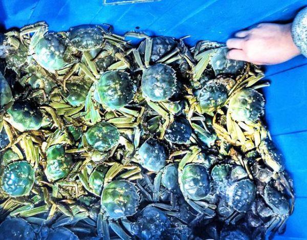 固城湖大闸蟹多少钱一斤_固城湖大闸蟹价格行情-第1张图片-山城妙识