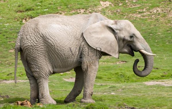 大象图片_大象图片高清壁纸哪里下载-第3张图片-山城妙识 大象图片_大象图片高清壁纸哪里下载-第3张图片-山城妙识