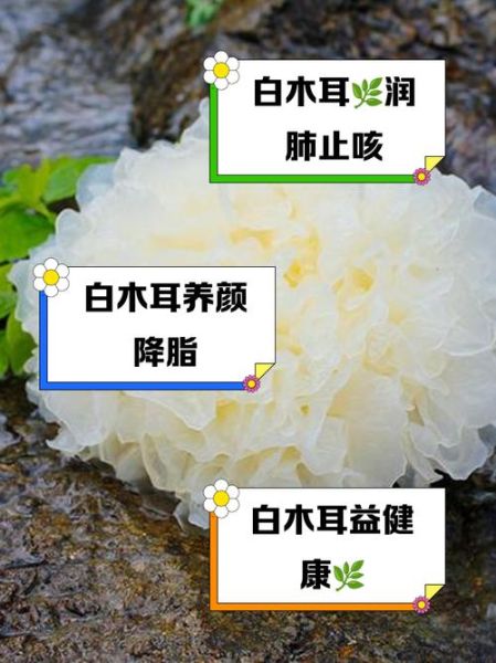 白木耳不能和什么一起吃_白木耳禁忌人群有哪些-第3张图片-山城妙识 白木耳不能和什么一起吃_白木耳禁忌人群有哪些-第3张图片-山城妙识