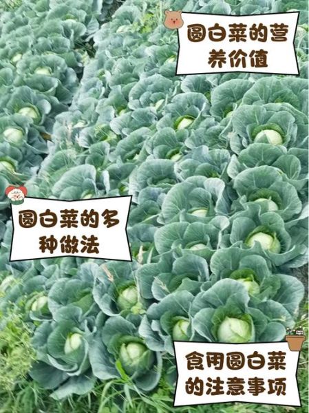 圆白菜怎么保存_圆白菜可以生吃吗-第1张图片-山城妙识 圆白菜怎么保存_圆白菜可以生吃吗-第1张图片-山城妙识