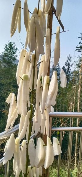 萝卜条怎么晒不干_萝卜条晒多久才脆-第1张图片-山城妙识 萝卜条怎么晒不干_萝卜条晒多久才脆-第1张图片-山城妙识