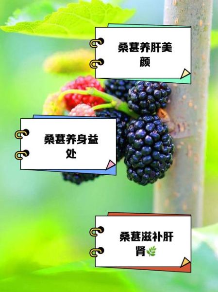 桑葚果的功效与作用_桑葚果怎么吃效果最好-第1张图片-山城妙识