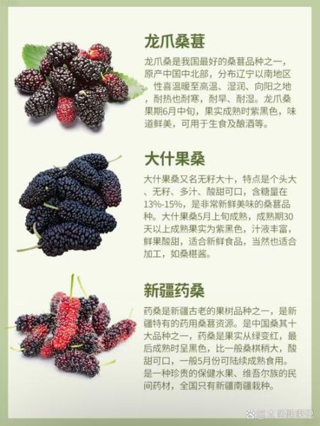 桑葚果的功效与作用_桑葚果怎么吃效果最好-第3张图片-山城妙识