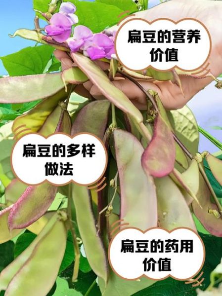 扁豆有几种_扁豆品种怎么区分-第1张图片-山城妙识
