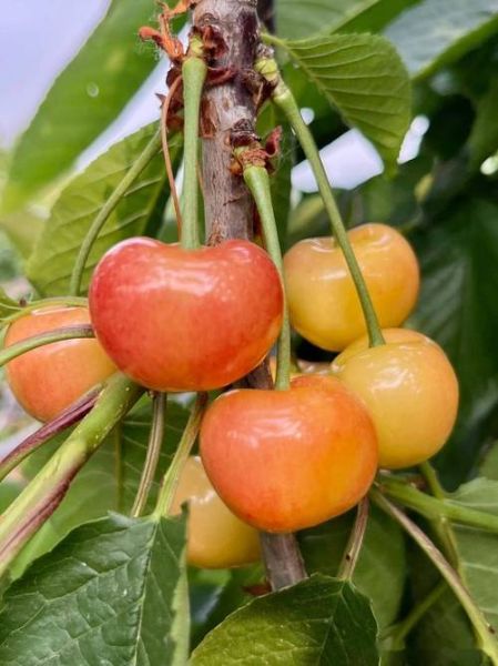 大樱桃品种大全_大樱桃哪个品种最好吃-第1张图片-山城妙识 大樱桃品种大全_大樱桃哪个品种最好吃-第1张图片-山城妙识