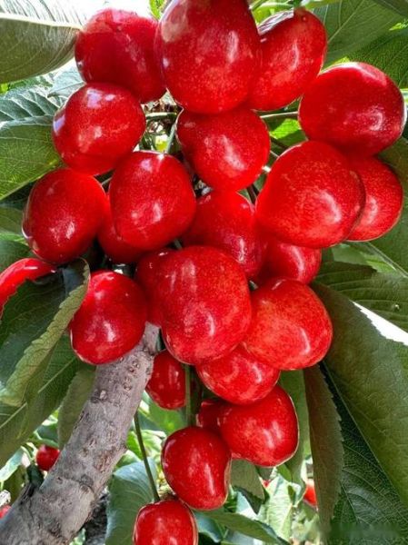 大樱桃品种大全_大樱桃哪个品种最好吃-第2张图片-山城妙识 大樱桃品种大全_大樱桃哪个品种最好吃-第2张图片-山城妙识