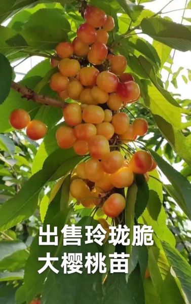 大樱桃品种大全_大樱桃哪个品种最好吃-第3张图片-山城妙识 大樱桃品种大全_大樱桃哪个品种最好吃-第3张图片-山城妙识
