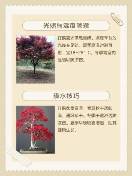枫树怎么养_枫树叶子变红的原因-第1张图片-山城妙识 枫树怎么养_枫树叶子变红的原因-第1张图片-山城妙识