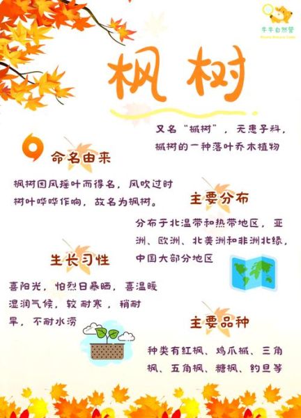 枫树怎么养_枫树叶子变红的原因-第2张图片-山城妙识 枫树怎么养_枫树叶子变红的原因-第2张图片-山城妙识