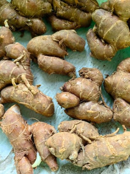 鲜沙姜图片_鲜沙姜怎么保存-第2张图片-山城妙识 鲜沙姜图片_鲜沙姜怎么保存-第2张图片-山城妙识