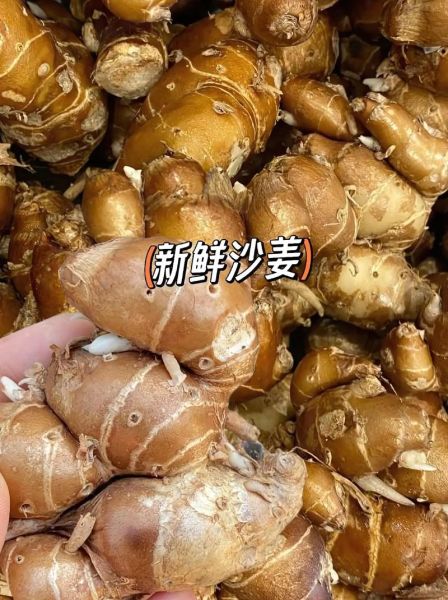 鲜沙姜图片_鲜沙姜怎么保存-第3张图片-山城妙识 鲜沙姜图片_鲜沙姜怎么保存-第3张图片-山城妙识