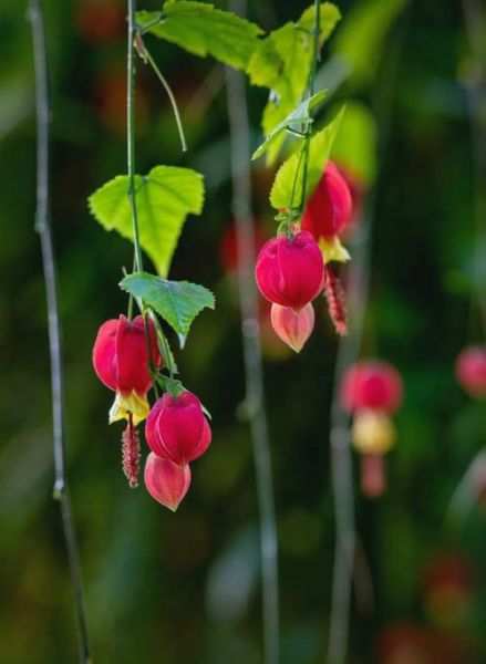 灯笼草图片大全_灯笼草长什么样-第2张图片-山城妙识 灯笼草图片大全_灯笼草长什么样-第2张图片-山城妙识