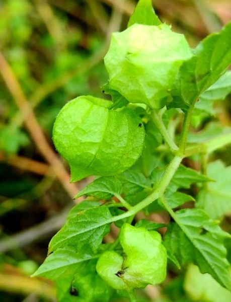 灯笼草图片大全_灯笼草长什么样-第1张图片-山城妙识 灯笼草图片大全_灯笼草长什么样-第1张图片-山城妙识