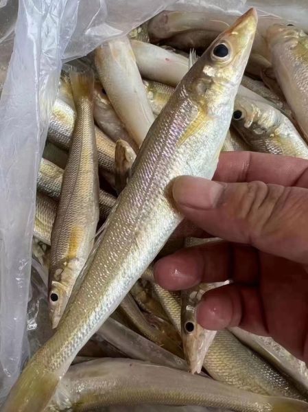 野生细鳞鱼长什么样_野生细鳞鱼多少钱一斤-第2张图片-山城妙识 野生细鳞鱼长什么样_野生细鳞鱼多少钱一斤-第2张图片-山城妙识