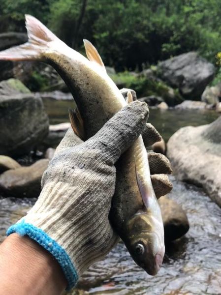 野生细鳞鱼长什么样_野生细鳞鱼多少钱一斤-第3张图片-山城妙识 野生细鳞鱼长什么样_野生细鳞鱼多少钱一斤-第3张图片-山城妙识