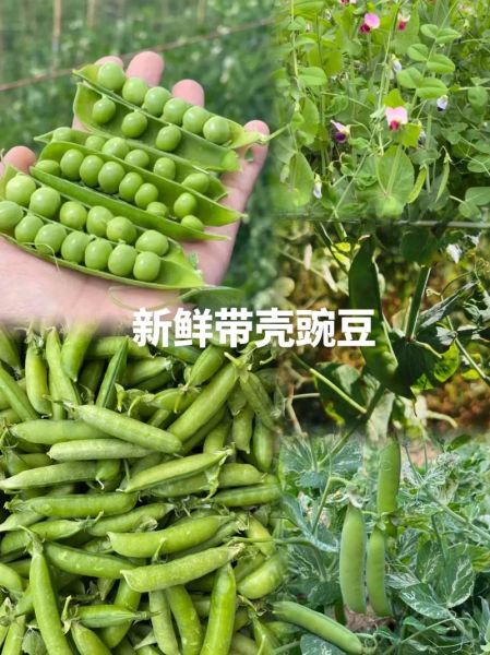 雪豆和豌豆的区别_哪个营养价值更高-第1张图片-山城妙识