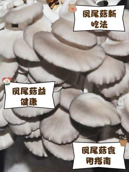 凤尾菇煮几分钟熟_凤尾菇煮多久才安全可吃-第1张图片-山城妙识 凤尾菇煮几分钟熟_凤尾菇煮多久才安全可吃-第1张图片-山城妙识
