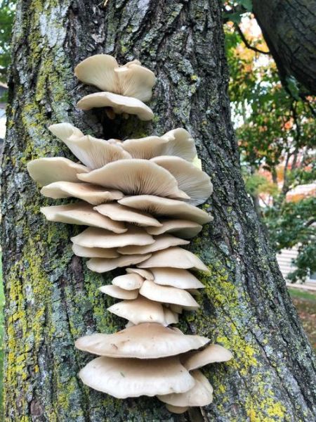 凤尾菇煮几分钟熟_凤尾菇煮多久才安全可吃-第3张图片-山城妙识 凤尾菇煮几分钟熟_凤尾菇煮多久才安全可吃-第3张图片-山城妙识