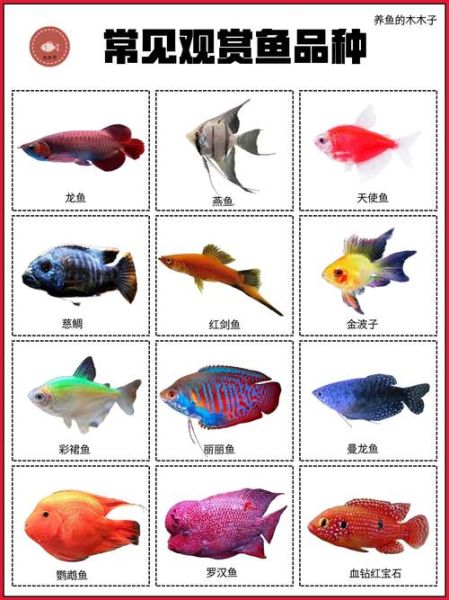 常见观赏鱼种类及名称_如何区分淡水鱼与海水鱼-第3张图片-山城妙识 常见观赏鱼种类及名称_如何区分淡水鱼与海水鱼-第3张图片-山城妙识