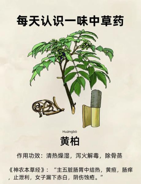黄柏的功效与作用怎么吃_黄柏的食用方法-第2张图片-山城妙识 黄柏的功效与作用怎么吃_黄柏的食用方法-第2张图片-山城妙识