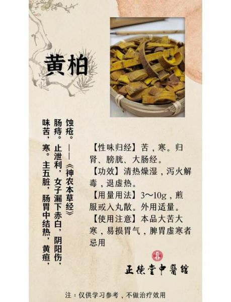黄柏的功效与作用怎么吃_黄柏的食用方法-第1张图片-山城妙识 黄柏的功效与作用怎么吃_黄柏的食用方法-第1张图片-山城妙识