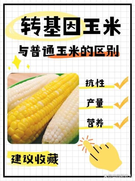 甜玉米都是转基因的吗_甜玉米和转基因区别-第1张图片-山城妙识 甜玉米都是转基因的吗_甜玉米和转基因区别-第1张图片-山城妙识