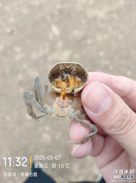 大闸蟹养殖方法_大闸蟹养殖周期多久-第1张图片-山城妙识 大闸蟹养殖方法_大闸蟹养殖周期多久-第1张图片-山城妙识