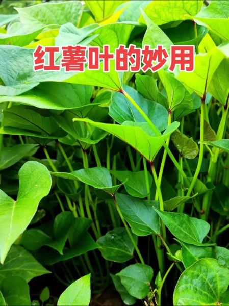 干地瓜叶的功效与作用_干地瓜叶怎么吃最好-第1张图片-山城妙识