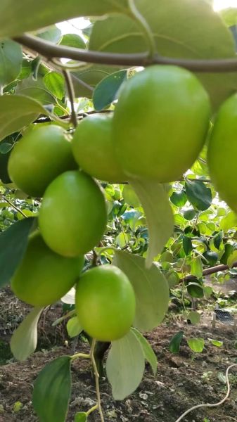 台湾青枣什么时候吃最好_台湾青枣功效与禁忌-第2张图片-山城妙识 台湾青枣什么时候吃最好_台湾青枣功效与禁忌-第2张图片-山城妙识