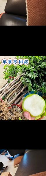 台湾青枣什么时候吃最好_台湾青枣功效与禁忌-第3张图片-山城妙识 台湾青枣什么时候吃最好_台湾青枣功效与禁忌-第3张图片-山城妙识