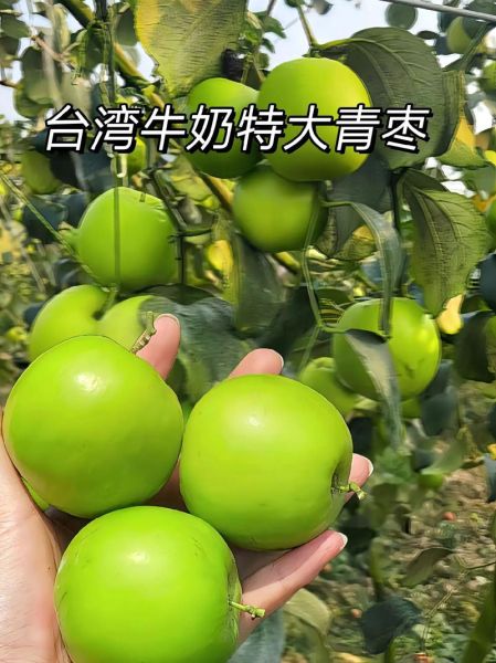台湾青枣什么时候吃最好_台湾青枣功效与禁忌-第1张图片-山城妙识 台湾青枣什么时候吃最好_台湾青枣功效与禁忌-第1张图片-山城妙识
