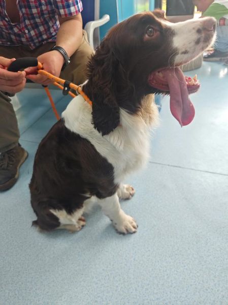 史宾格犬智商排名第几_训练难度高吗-第1张图片-山城妙识 史宾格犬智商排名第几_训练难度高吗-第1张图片-山城妙识