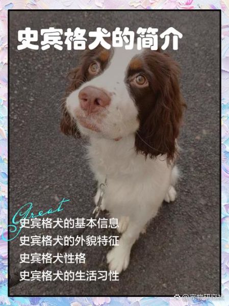 史宾格犬智商排名第几_训练难度高吗-第3张图片-山城妙识 史宾格犬智商排名第几_训练难度高吗-第3张图片-山城妙识