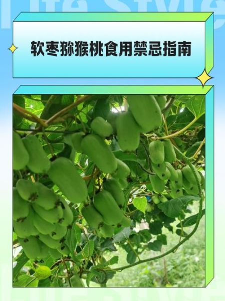 猕猴桃怎么吃不酸_猕猴桃去酸技巧-第2张图片-山城妙识 猕猴桃怎么吃不酸_猕猴桃去酸技巧-第2张图片-山城妙识