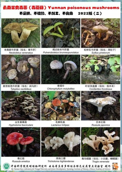 野生蘑菇的种类图片及名称大全_如何辨别可食用与毒蘑菇-第1张图片-山城妙识