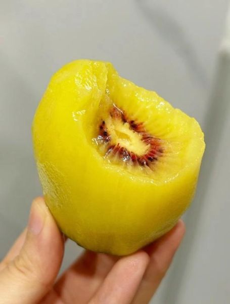 没熟的猕猴桃吃了会中毒吗_猕猴桃不熟吃了会怎样-第2张图片-山城妙识 没熟的猕猴桃吃了会中毒吗_猕猴桃不熟吃了会怎样-第2张图片-山城妙识