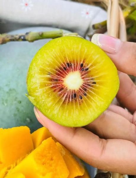 没熟的猕猴桃吃了会中毒吗_猕猴桃不熟吃了会怎样-第1张图片-山城妙识 没熟的猕猴桃吃了会中毒吗_猕猴桃不熟吃了会怎样-第1张图片-山城妙识