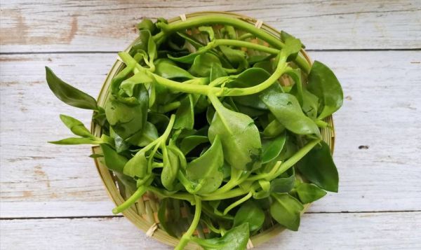 穿心莲图片大全大图_穿心莲长什么样-第3张图片-山城妙识 穿心莲图片大全大图_穿心莲长什么样-第3张图片-山城妙识