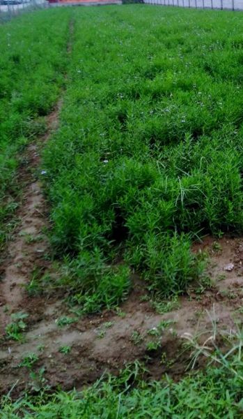 银条菜图片长什么样_银条菜怎么做好吃-第3张图片-山城妙识 银条菜图片长什么样_银条菜怎么做好吃-第3张图片-山城妙识